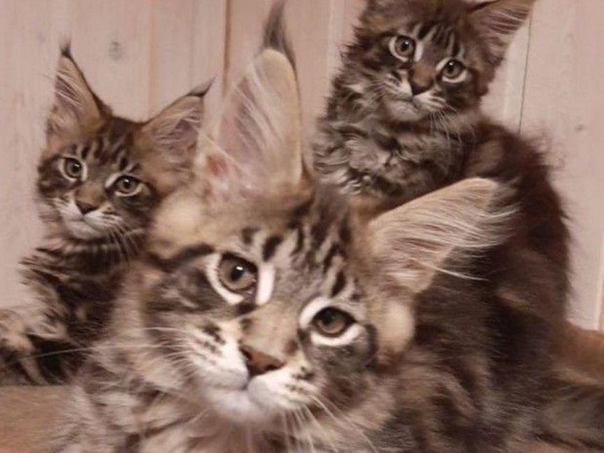 Великолепные дети мейн кун