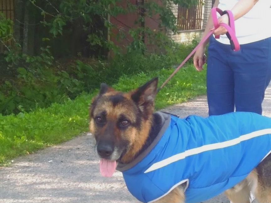 Собака в добрые руки немецкая овчарка