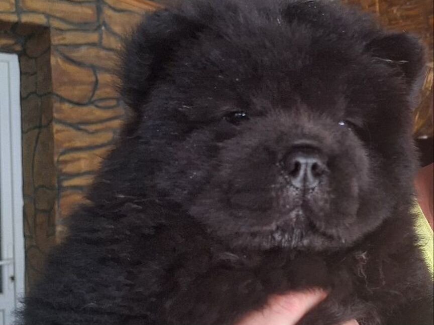 Щенки чау-чау