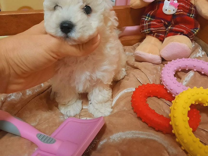 Мальтипу мини малыш