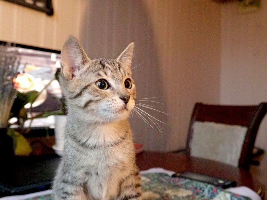Котёнок