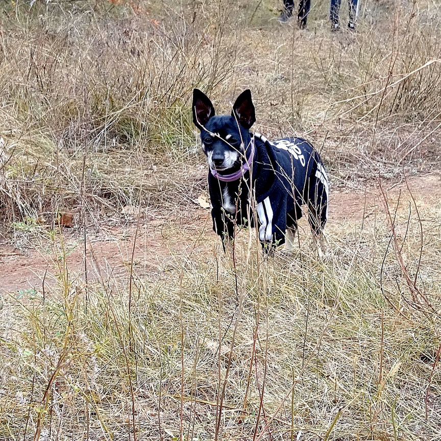 Ищем невесту