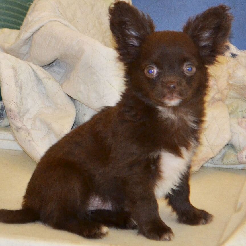 Чихуахуа г ш и д ш мальчики шоколад и другие