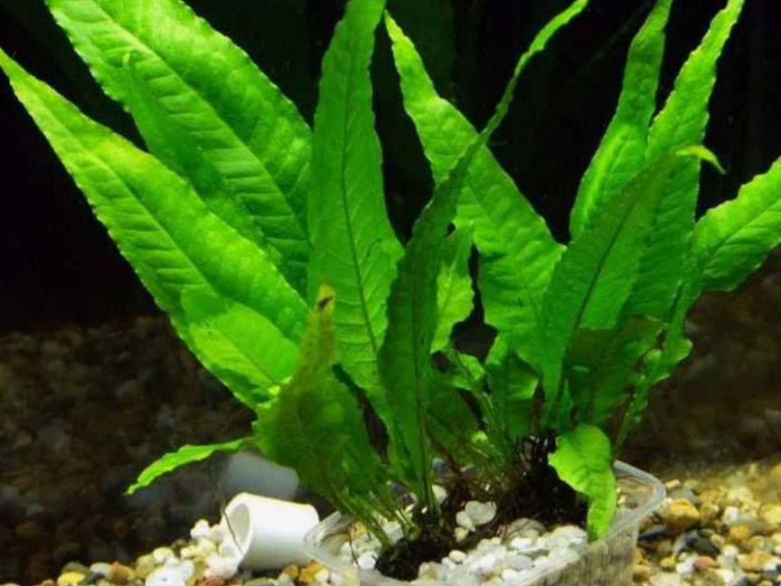 Аквариумные рыбки и растения