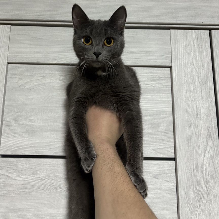 Русский голубой котёнок