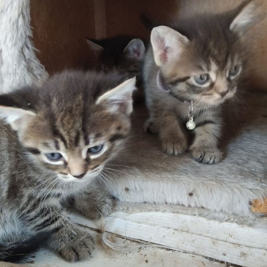 Котята сибирской британские