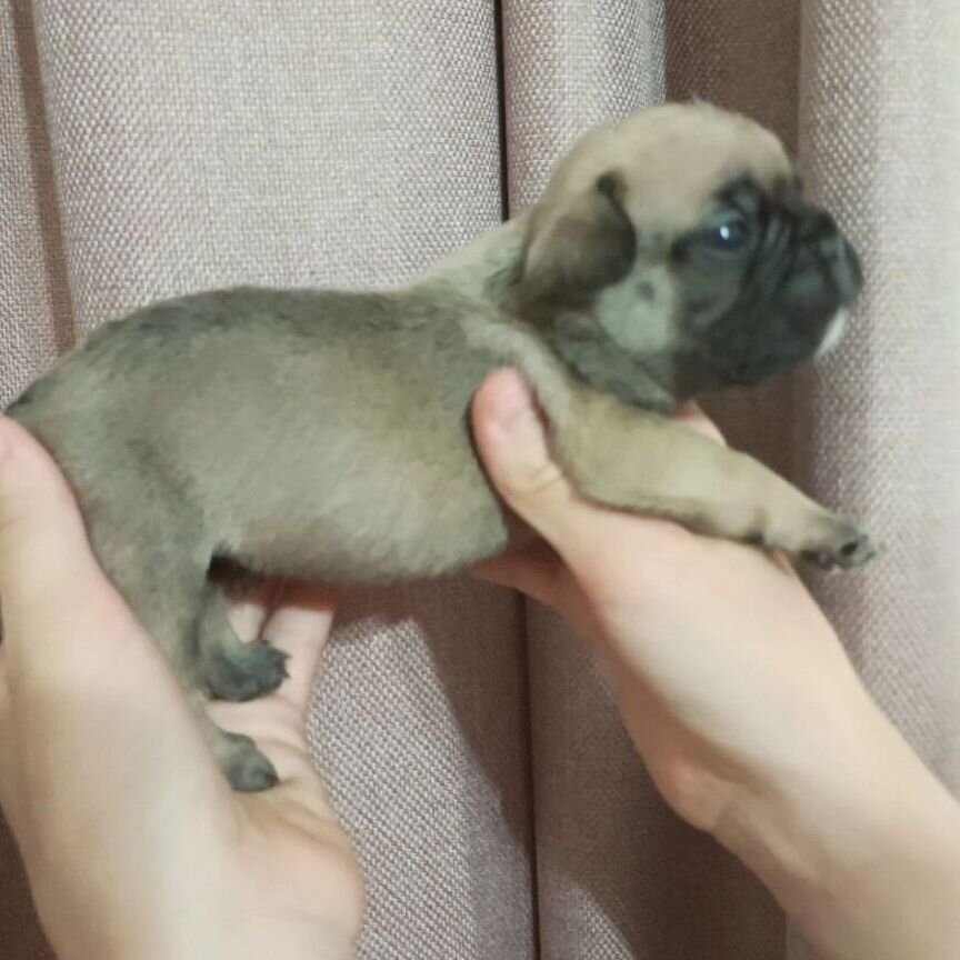 Щенок французского бульдога