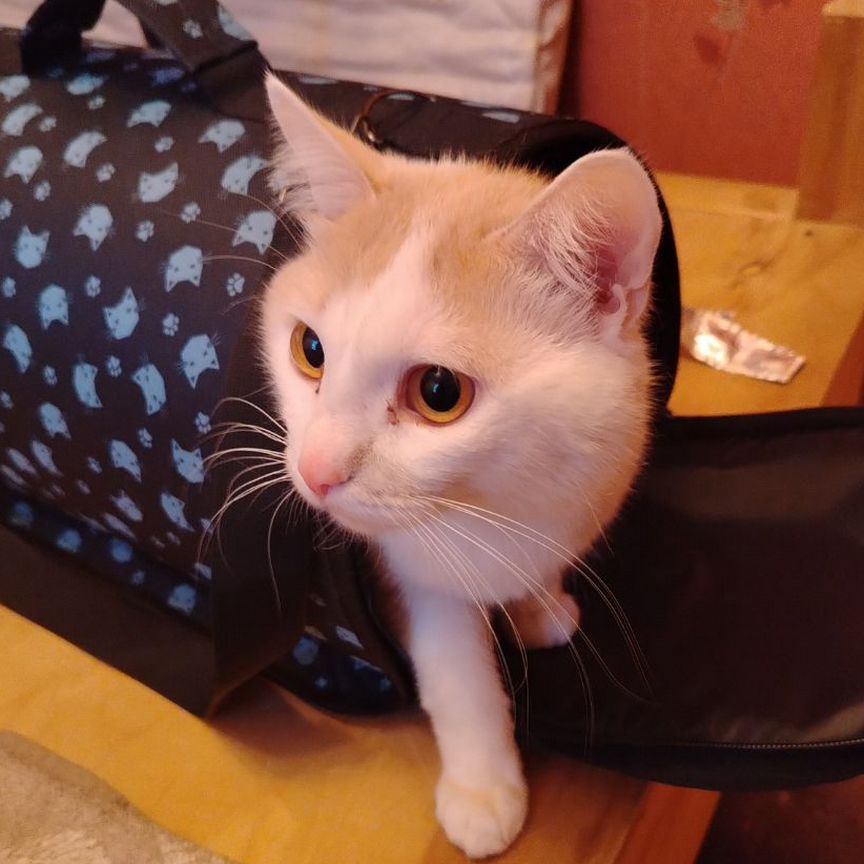 Европейский короткошёрстный котёнок