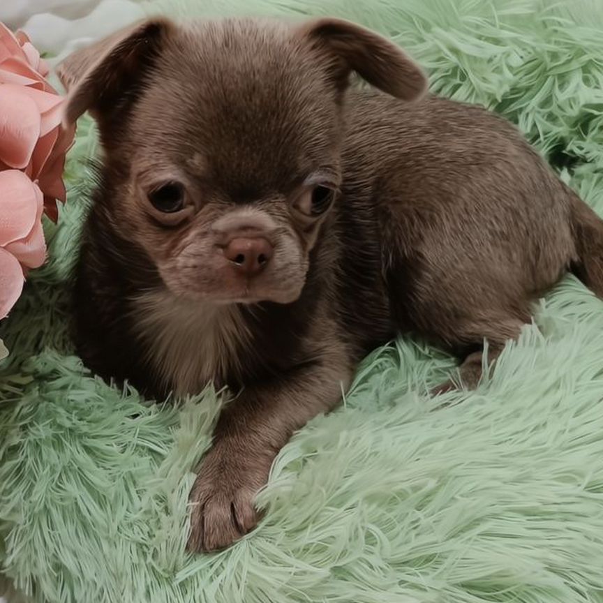 Чихуахуа, щенок