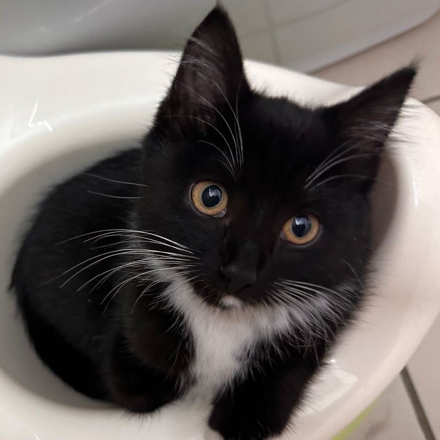 Котёнок в добрые руки