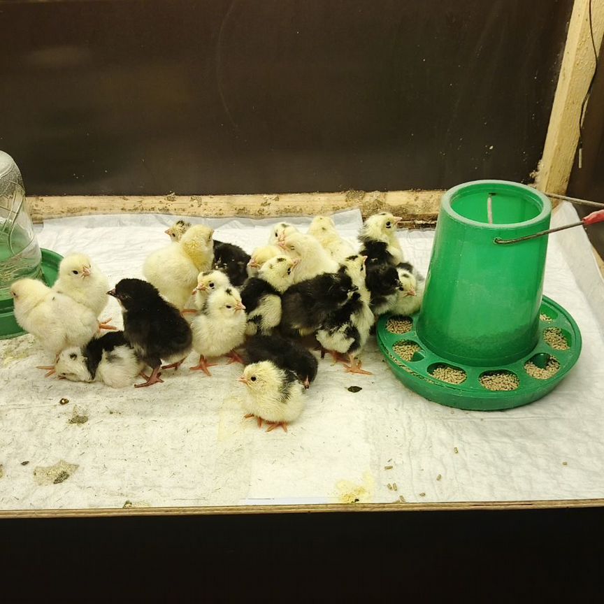 Цыплята несушки