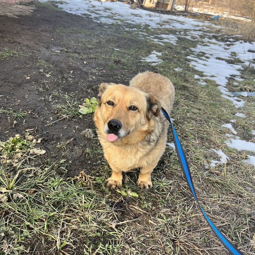 Собака в добрые руки отдам бесплатно