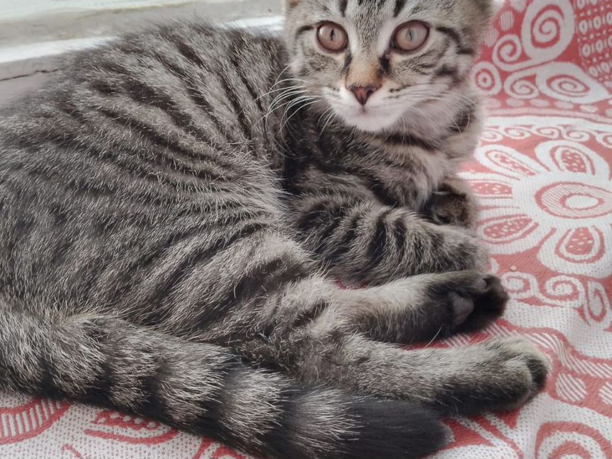 Отдам котенка в добрые руки