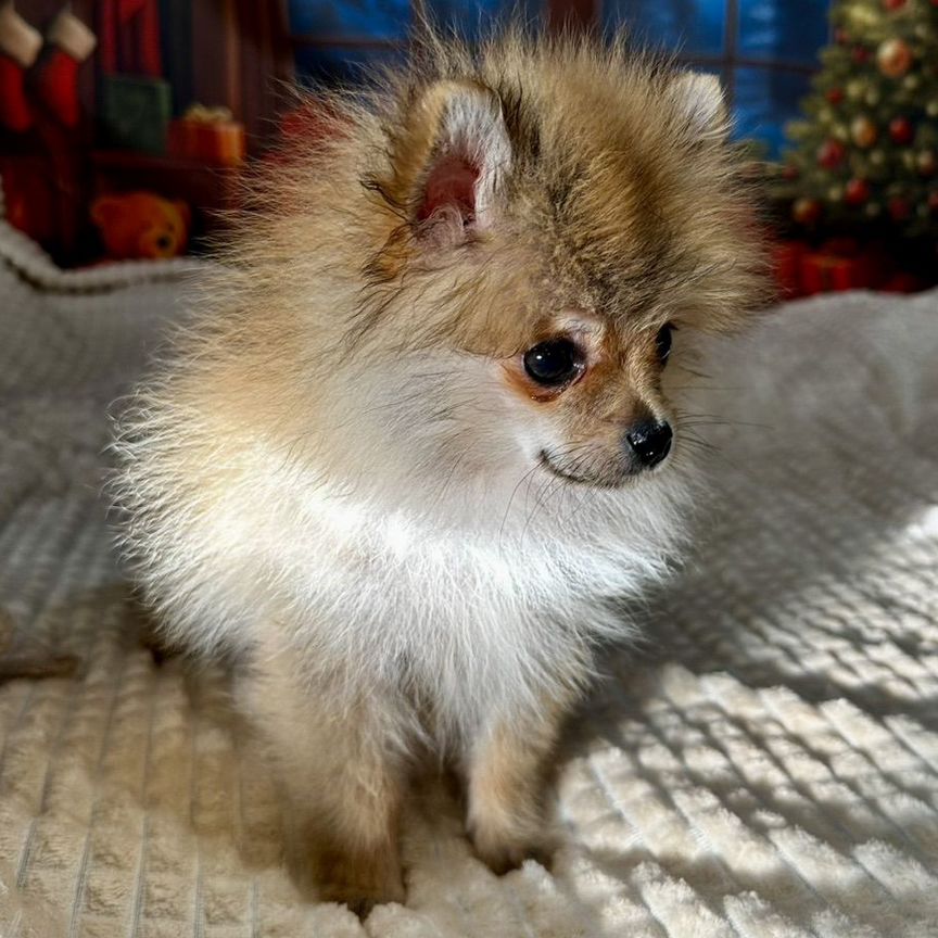 Померанский шпиц, щенок