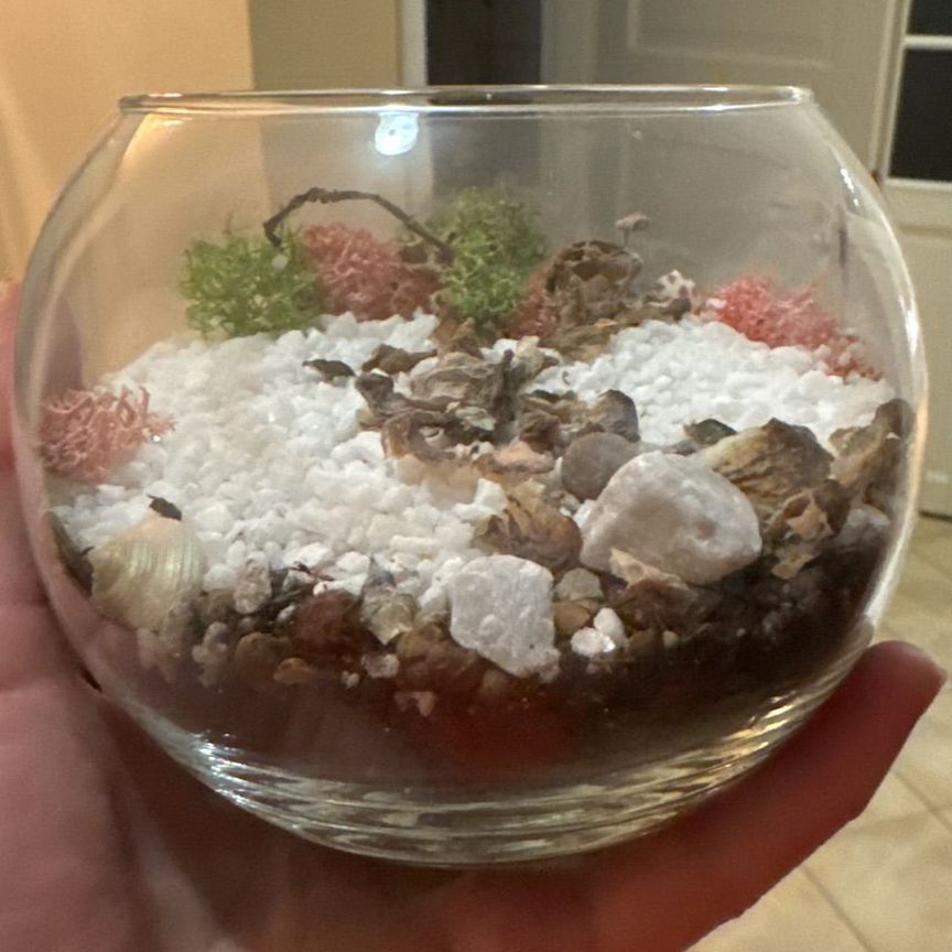 Аквариум для выращивания суккулентов