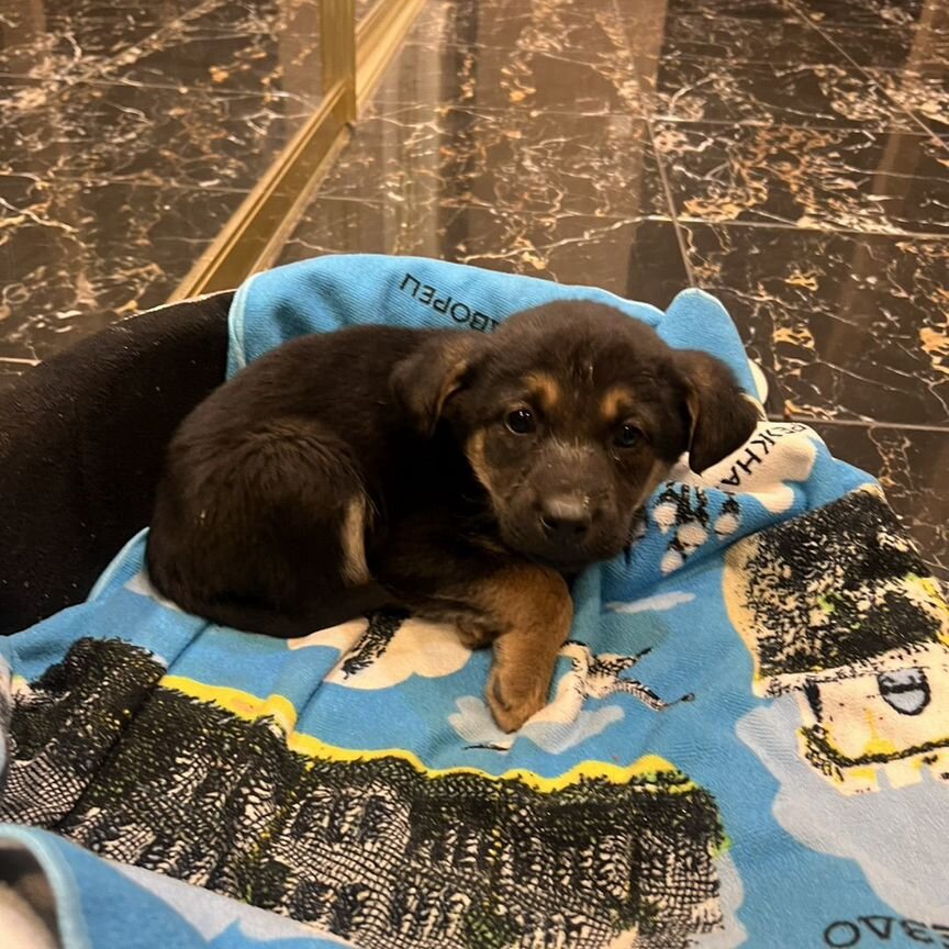 Щенок в добрые руки бесплатно