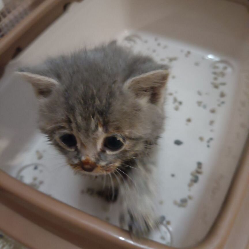 Котенок на вид шотландской породы