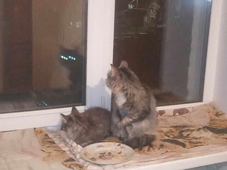 Кошки