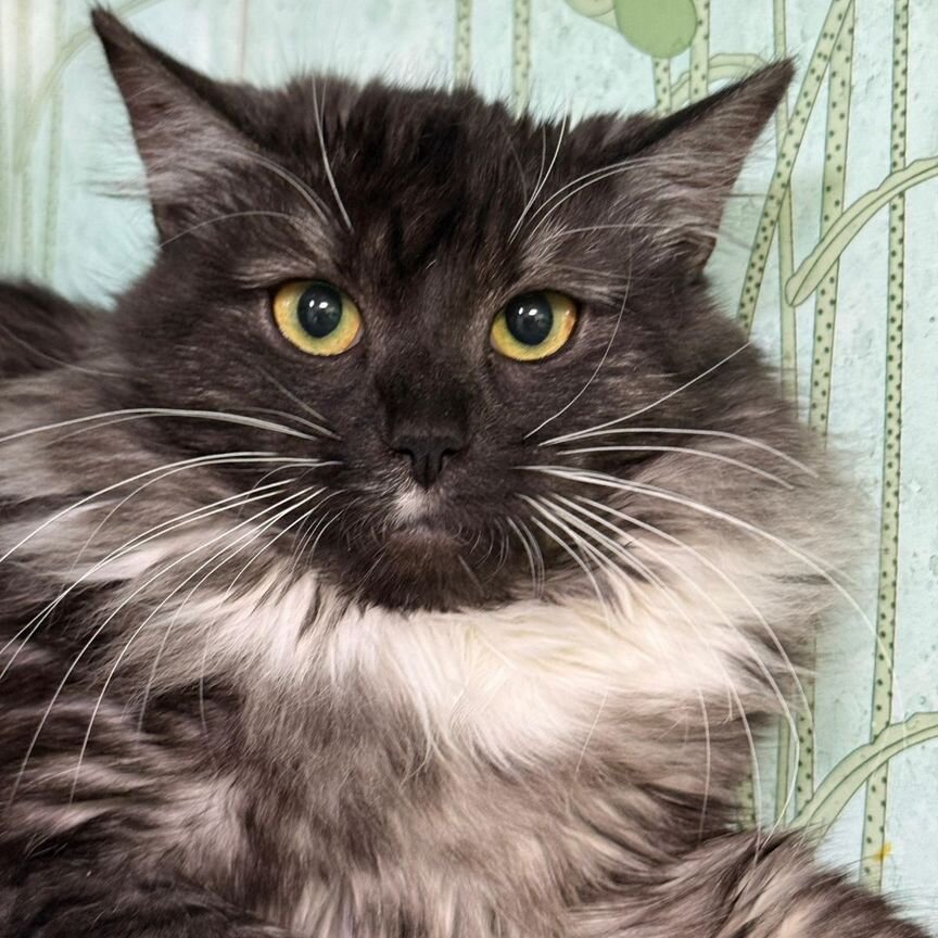 Лаванда в добрые руки