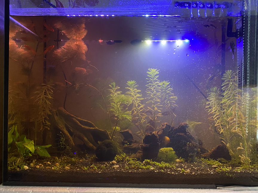 Аквариум с рыбками 60 литров