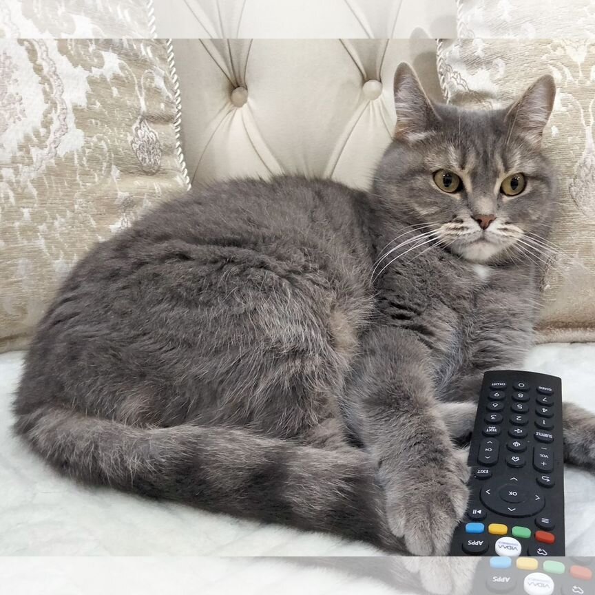 Кошечка, 2 года, домашняя