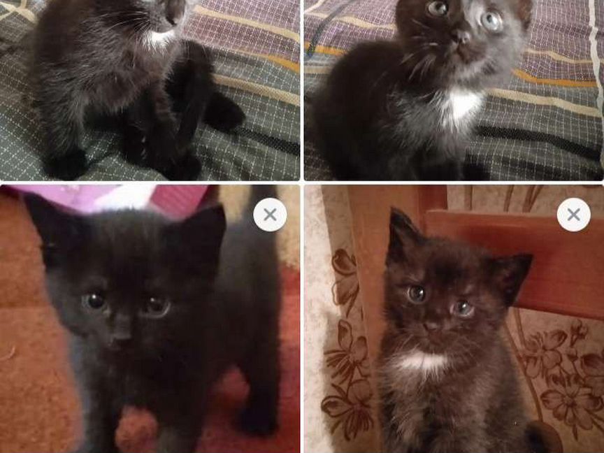 Домашняя милашка. Ручная. Ласковая