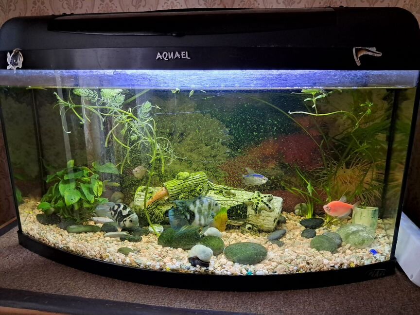 Аквариум с рыбками