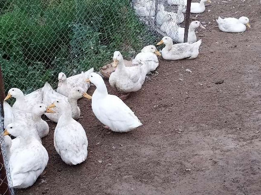 Домашняя птица