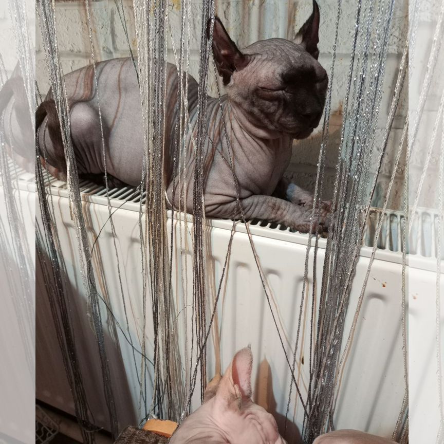 Канадский сфинкс, взрослый кот