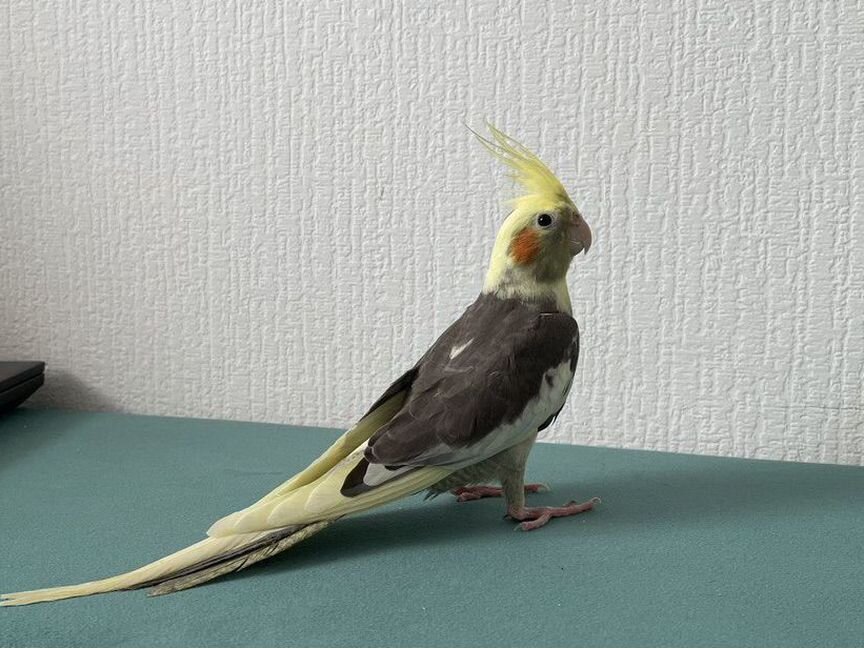 Попугай корелла с клеткой