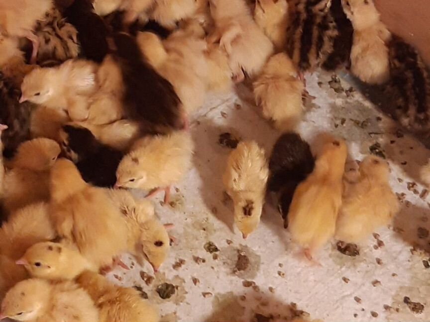 Продаю перепелов 3х дневных