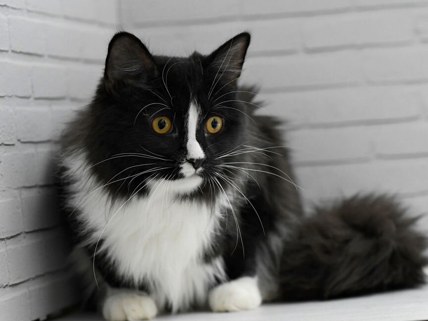 Котенок Буся в добрые руки