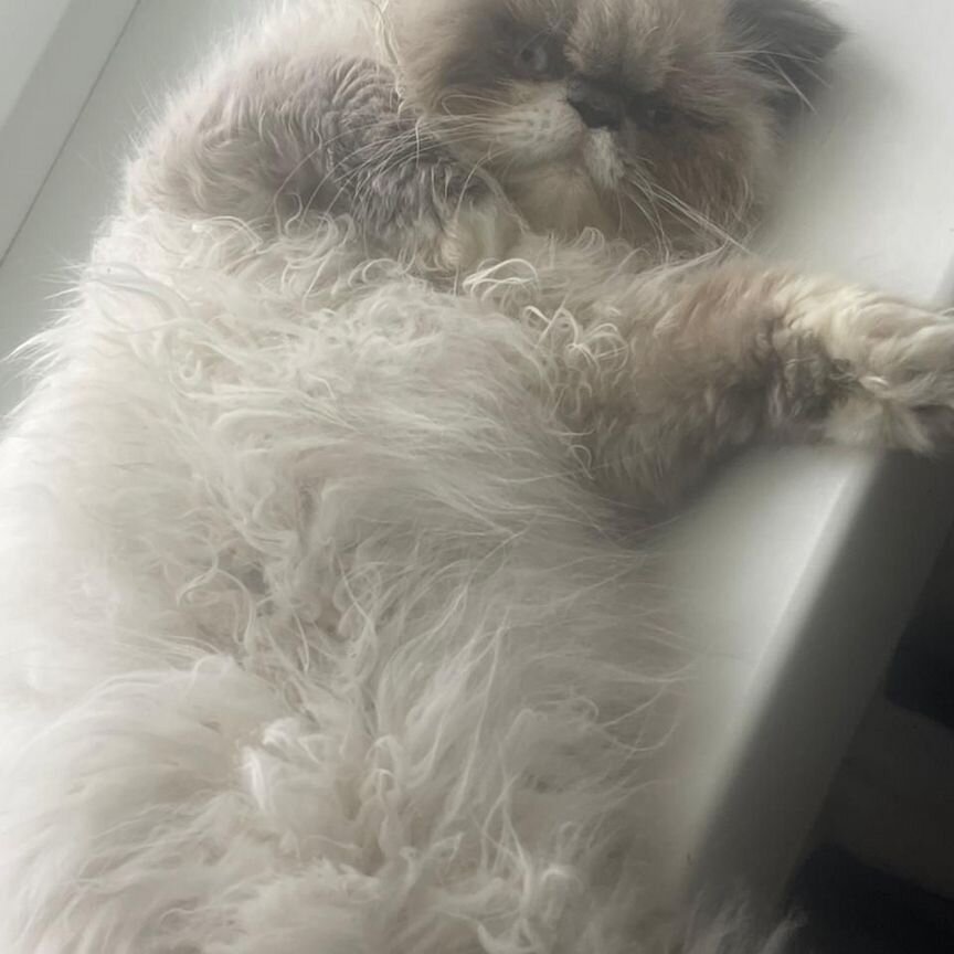 Персидский кот