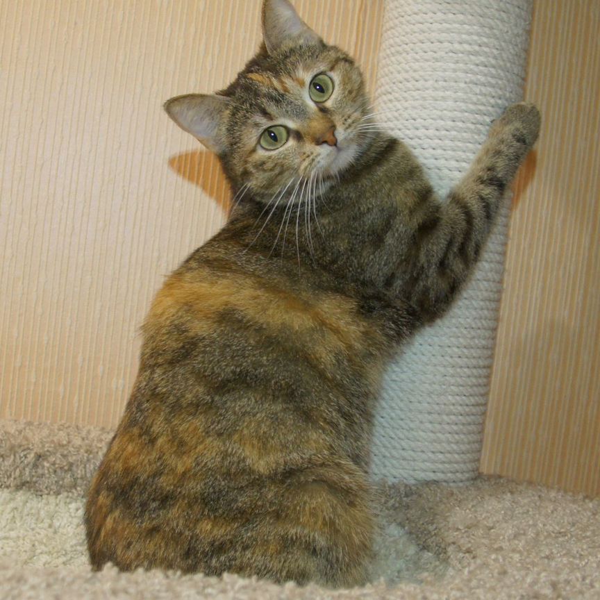 Кисонька в добрые руки