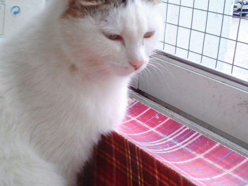 Кошка