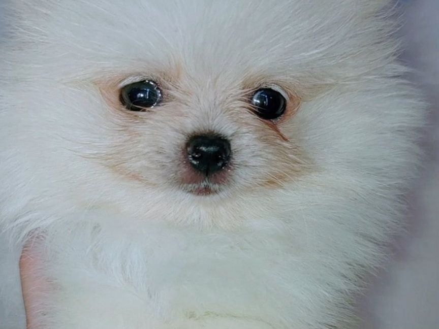 Шпиц померанский мальчик