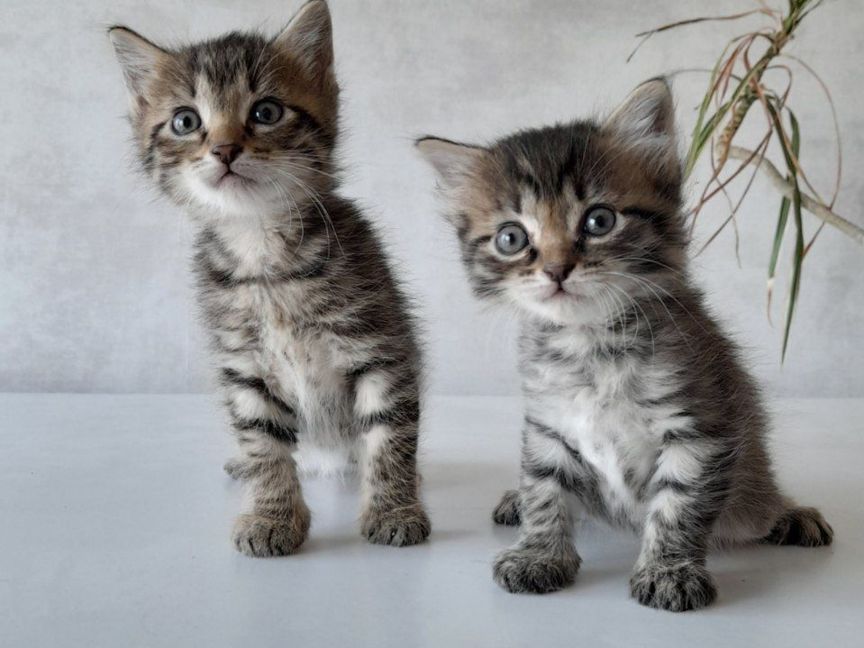 Котик