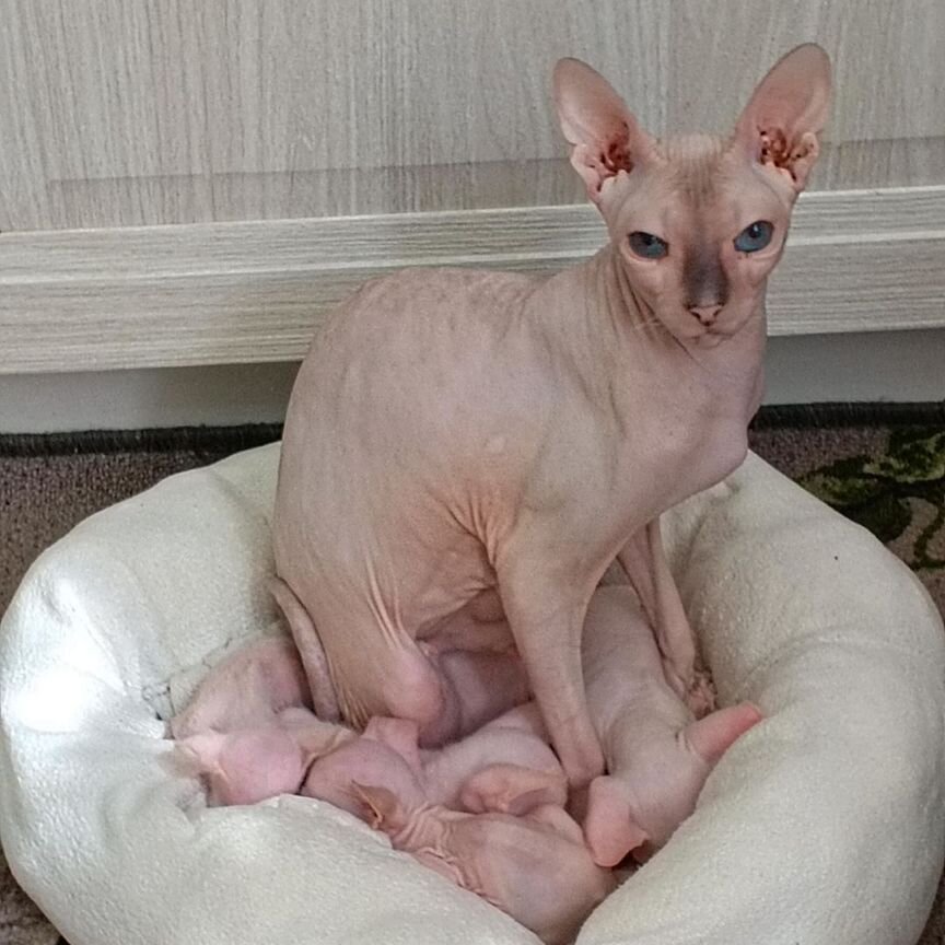 Донской сфинкс кошка