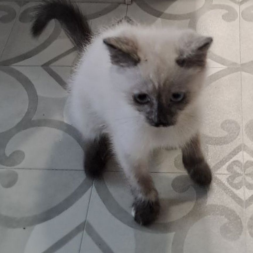 Котёнок