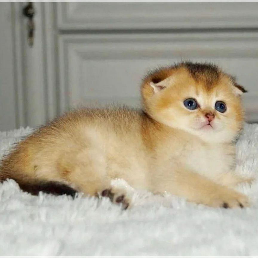 Шотландский вислоухий короткошёрстный котёнок