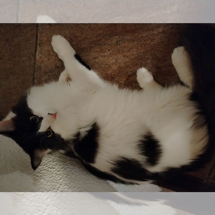 Взрослый кот в добрые руки