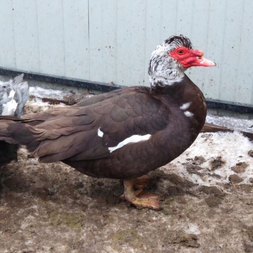 Утаки мускусные