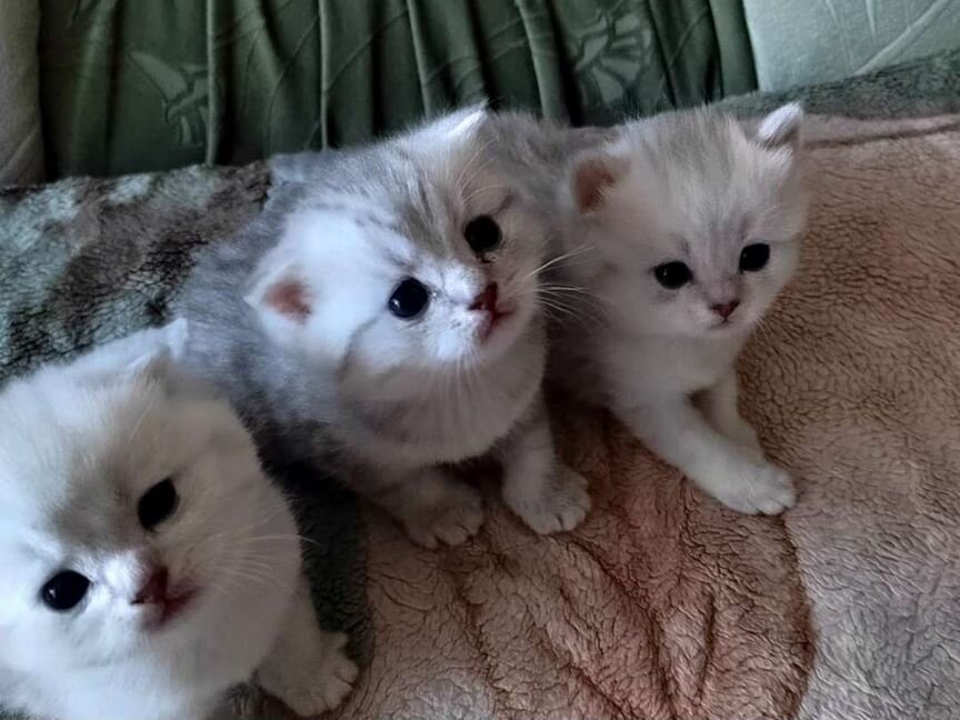 Шотландские вислоухие