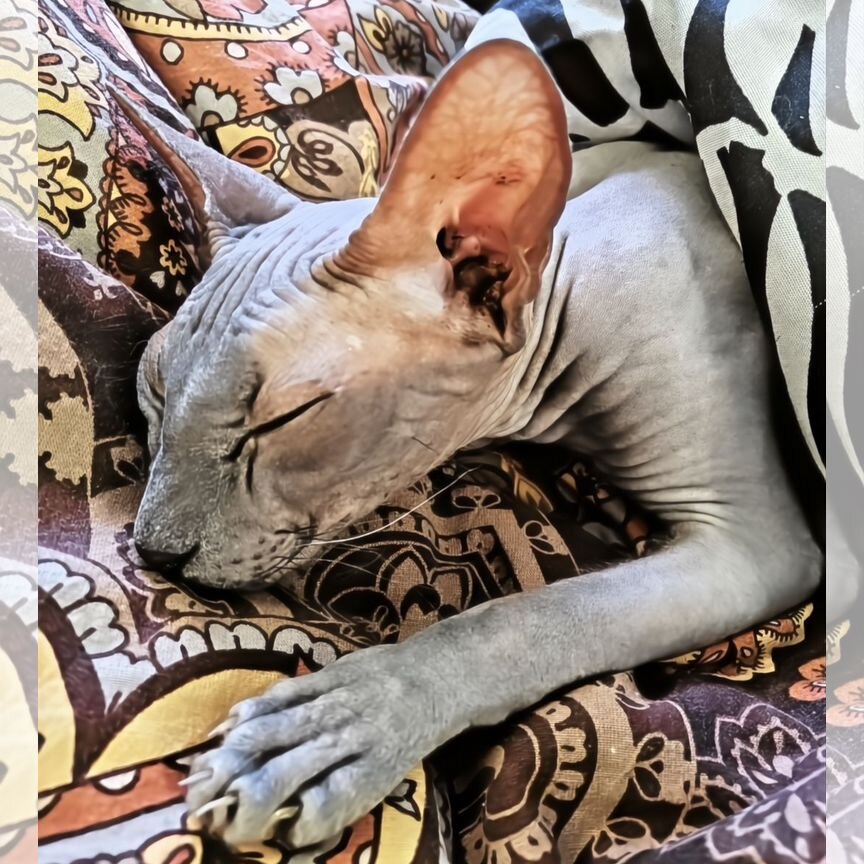 Донской сфинкс котёнок