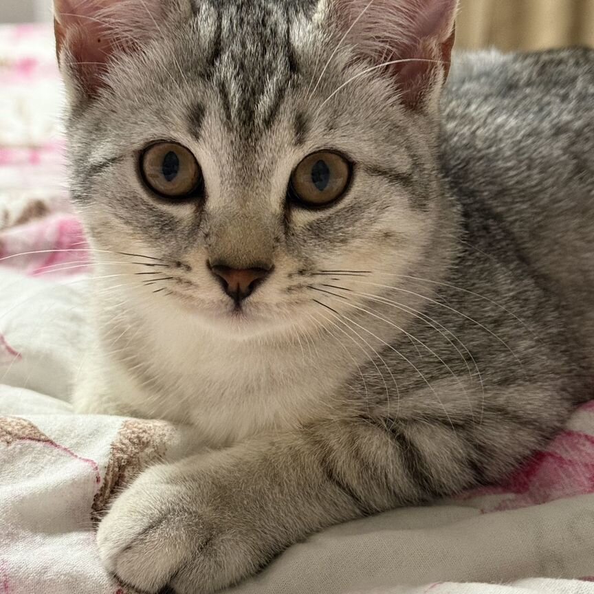 Котёнок в добрые руки