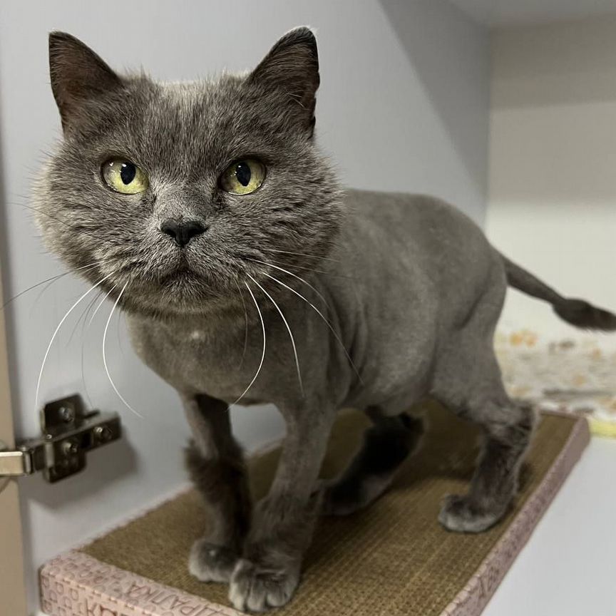 Взрослая, кошка в добрые руки