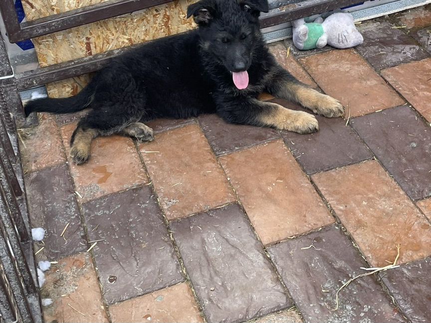 Щенки немецкой овчарки