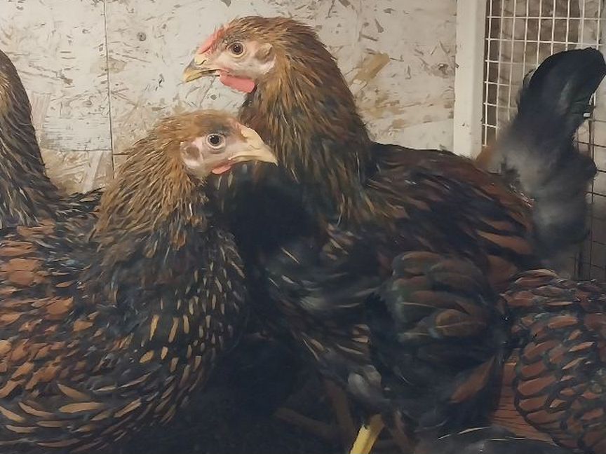 Петух породы Виадонт Чёрное золото