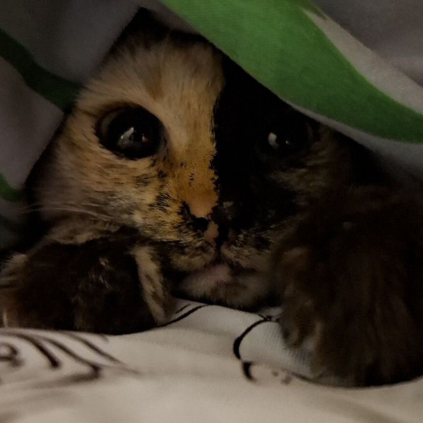 Тайская кошка, взрослая