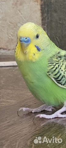 Волнистый попугай